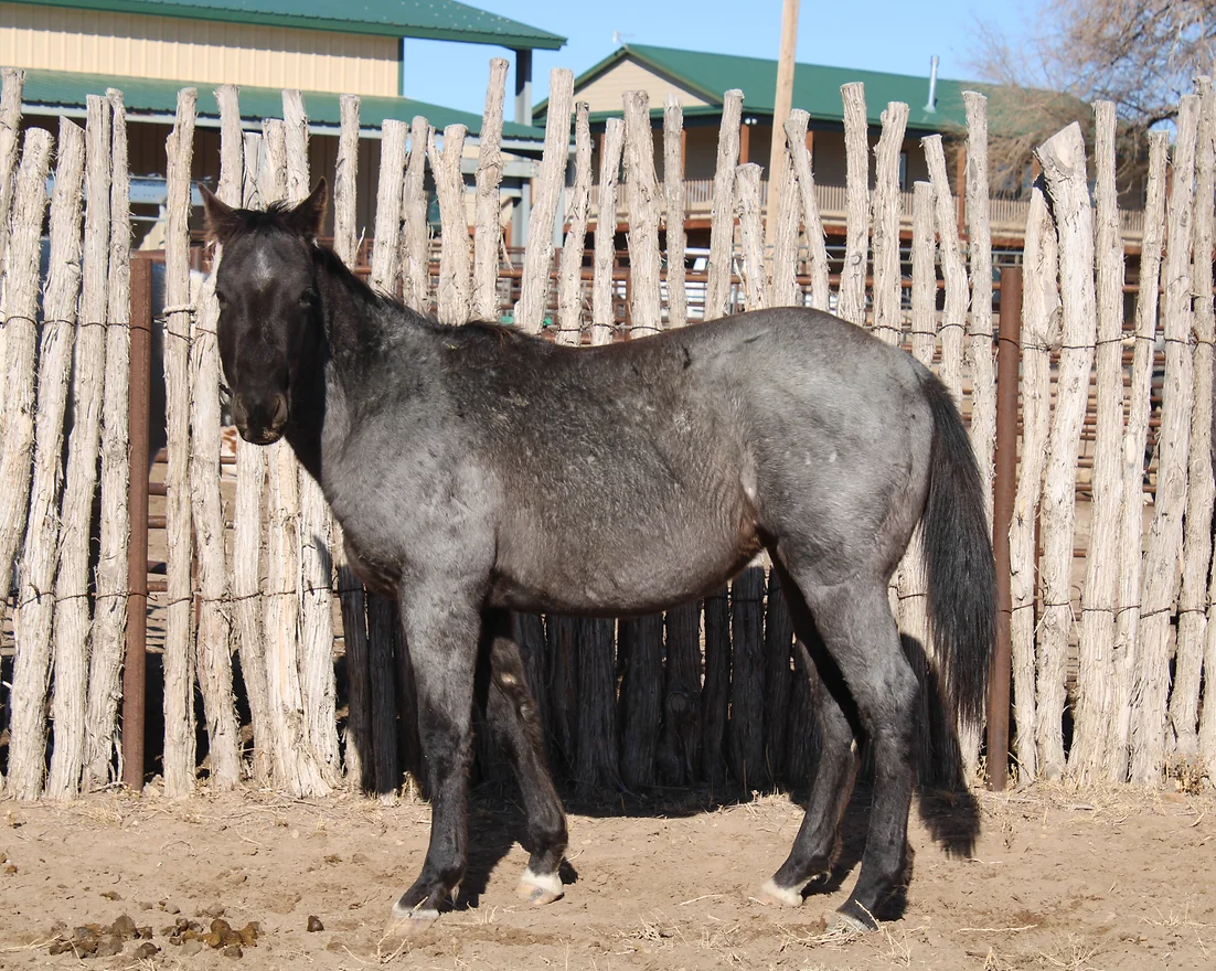 Quarter Horses For Sale in Colorado | Freeman Ranch Quarter Horses