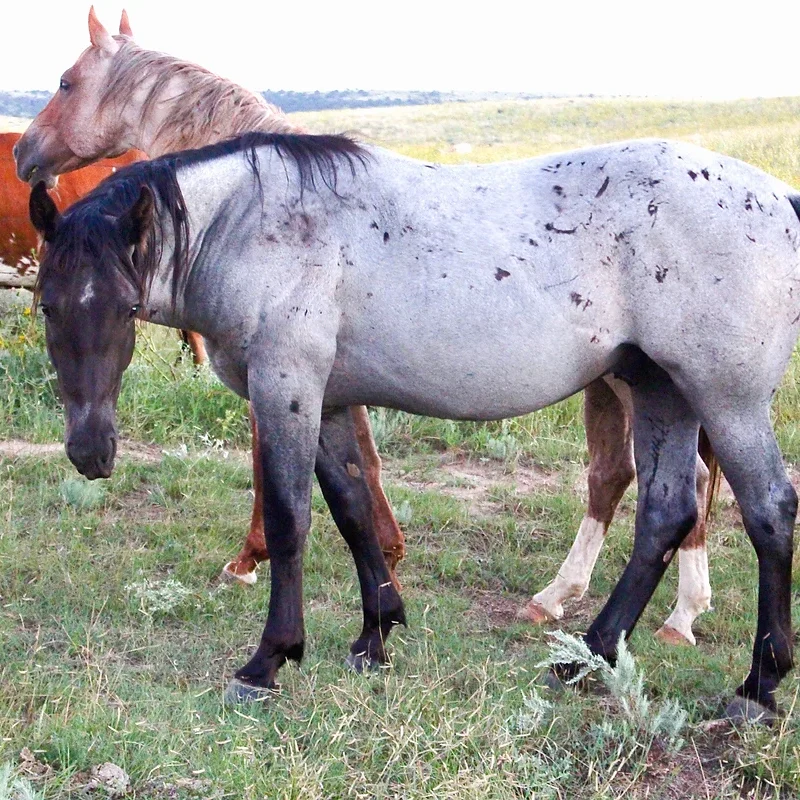 Sires – Freeman Horses