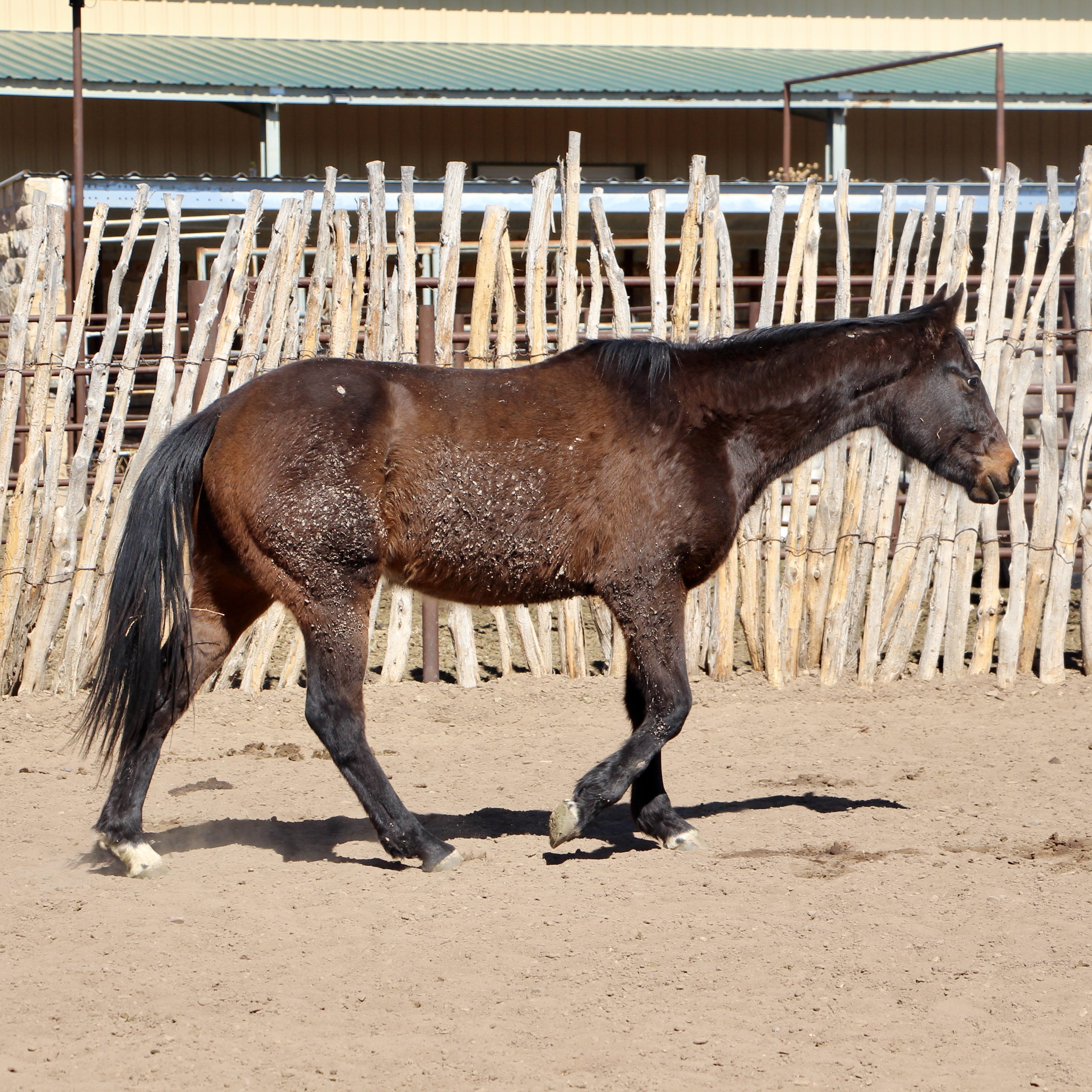 2021 Models – Freeman Horses