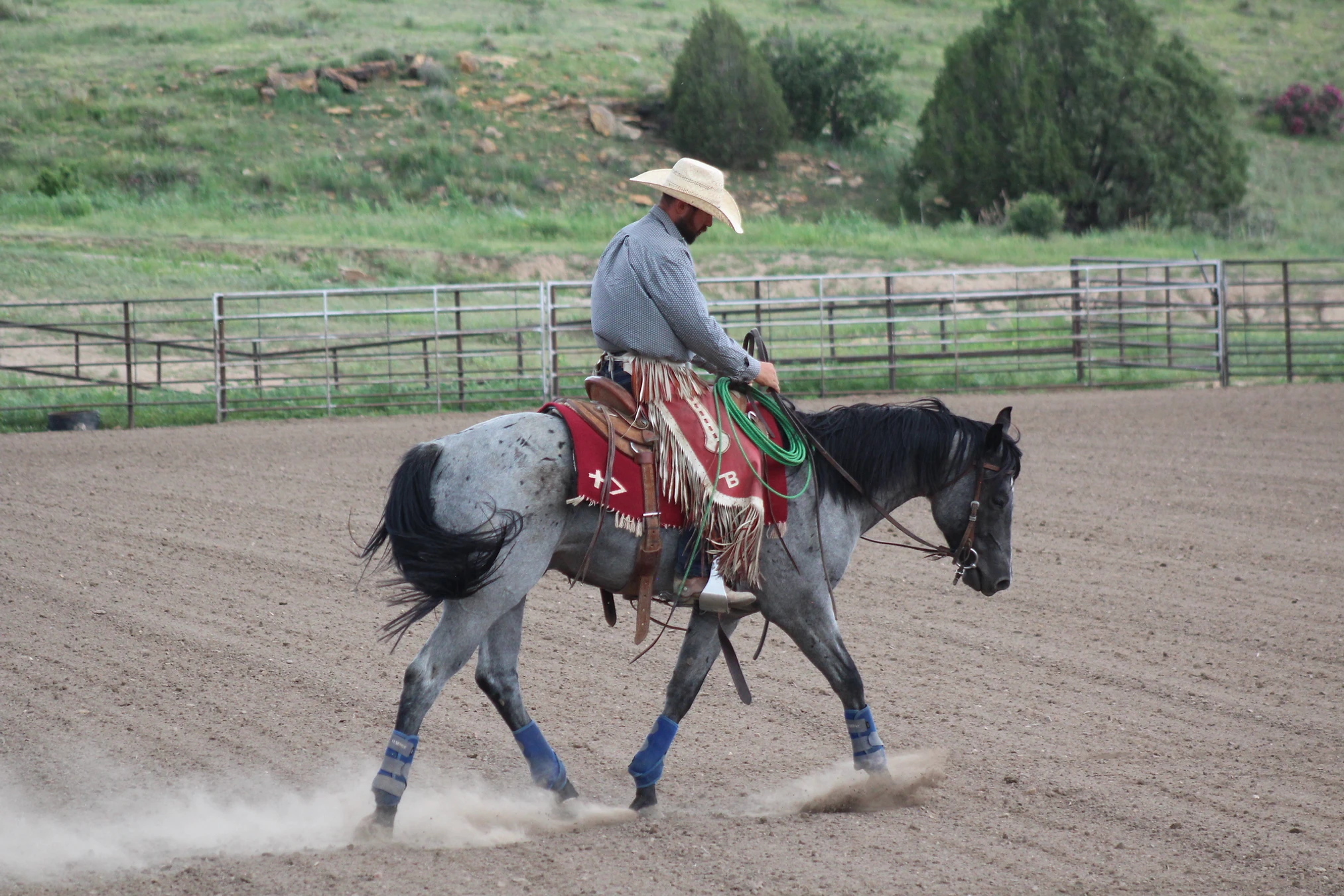 Horses in Training - Freeman Horses