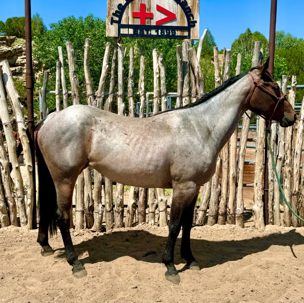 2021 Models – Freeman Horses
