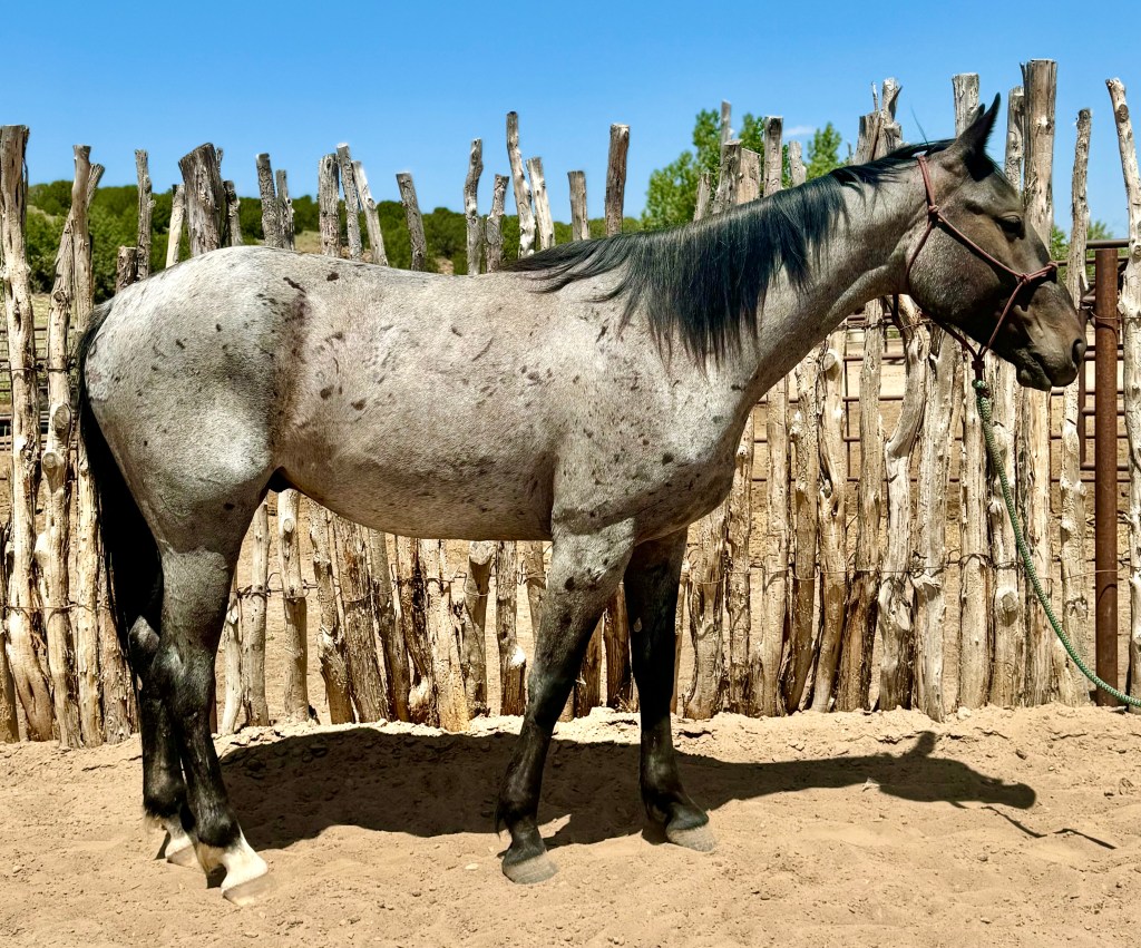 2021 Models – Freeman Horses