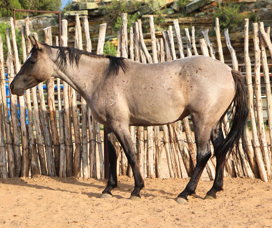 2021 Models – Freeman Horses