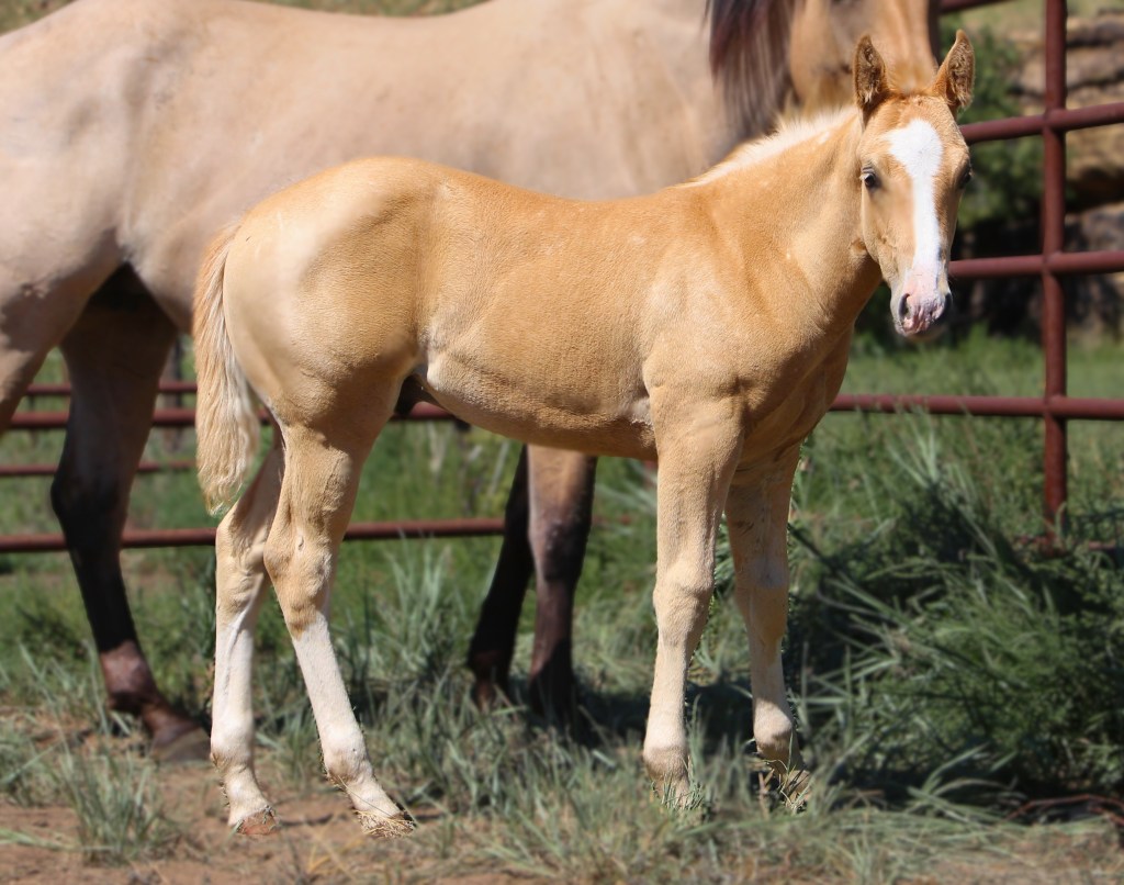 2024 Roan Quarter Horses for sale in Colorado- Freeman Ranch
