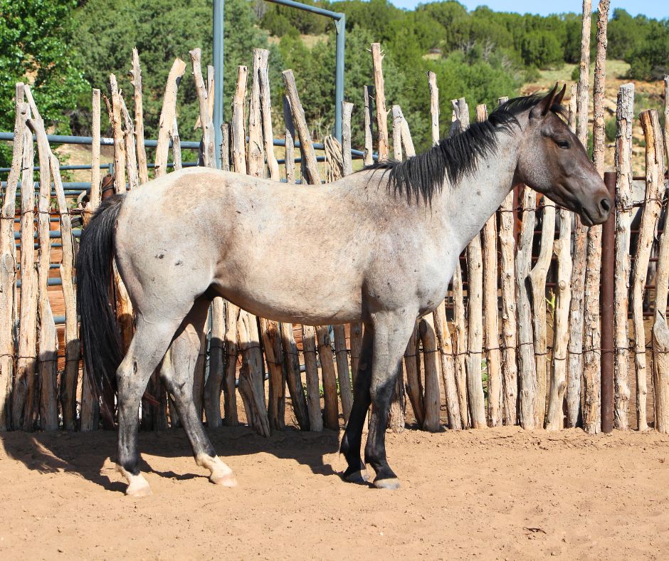 2021 Models – Freeman Horses